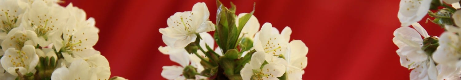 Staff - Seattle Center Foundation